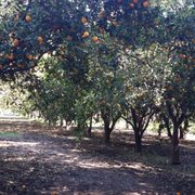 ORCUTT RANCH HORTICULTURAL CENTER PARK - 357 Photos & 100 Reviews ...