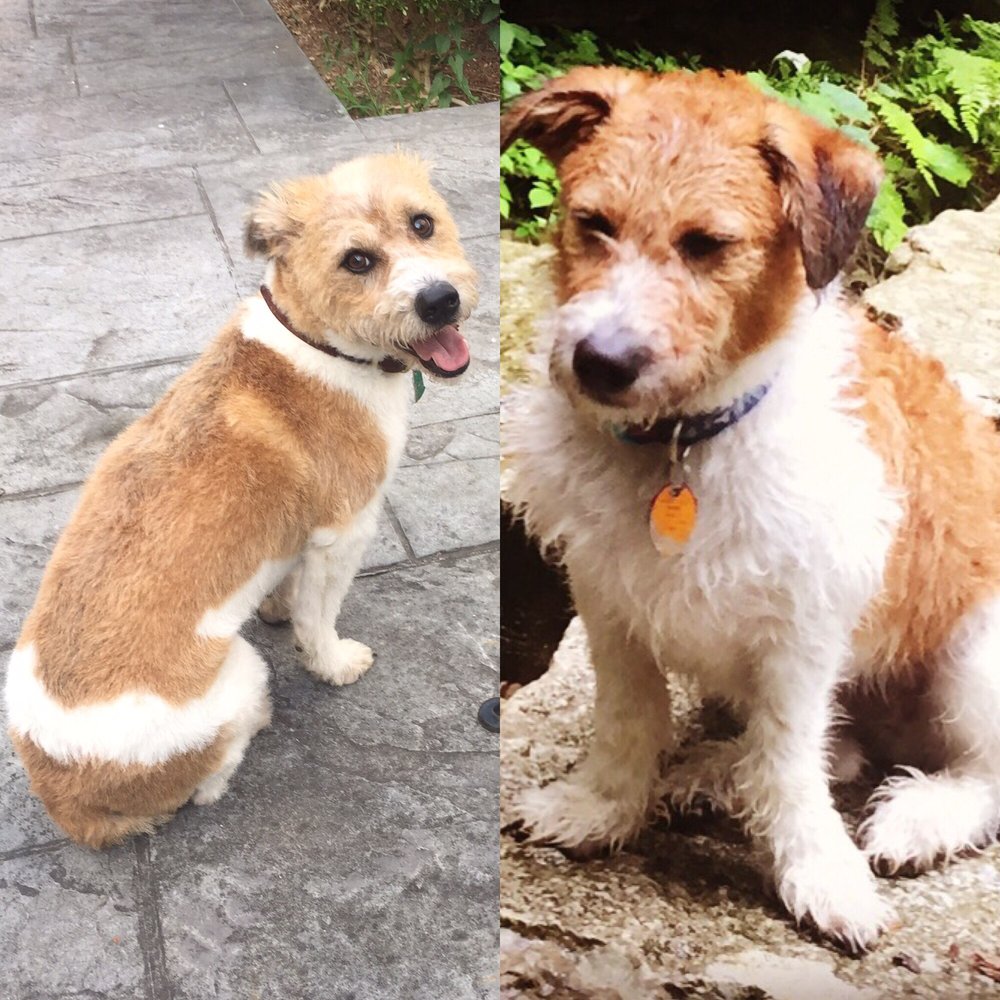 PAWSITIVELY PARADISE DOG RESORT - Updated October 2025 - 1045 ...