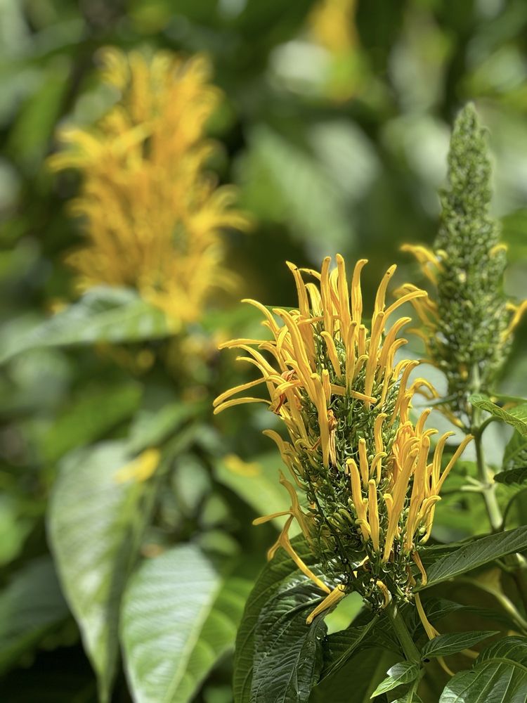 HALAWA VALLEY FALLS CULTURAL HIKE - Updated January 2026 - 86 Photos ...