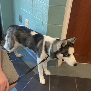 METRO NASHVILLE ANIMAL CONTROL SERVICES - Updated February 2025 - 25 ...