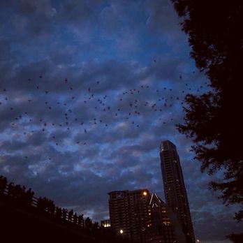 BATS UNDER THE CONGRESS AVENUE BRIDGE - Updated December 2025 - 820 ...