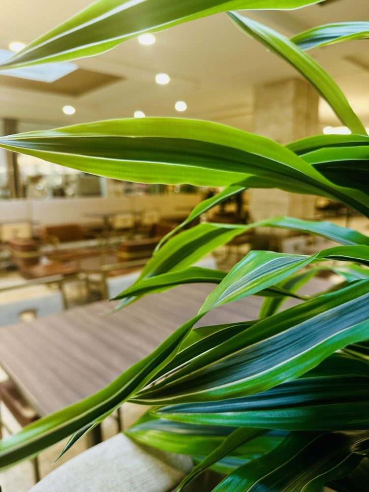 WESTMOUNT SQUARE - Updated June 2025 - 10 Photos - 1 Carré Westmount ...