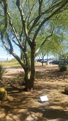 APACHE JUNCTION PUBLIC LIBRARY - Updated December 2025 - 26 Photos & 21 ...