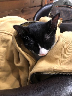 CAFÉ CHATO - Updated July 2024 - 4833 Rue de Verdun, Montréal, Quebec ...