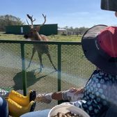 BAYOU WILDLIFE ZOO - Updated January 2026 - 349 Photos & 155 Reviews ...