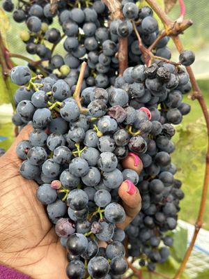 HAWK RIDGE WINERY - Updated July 2025 - 369 Photos & 178 Reviews - 28 ...