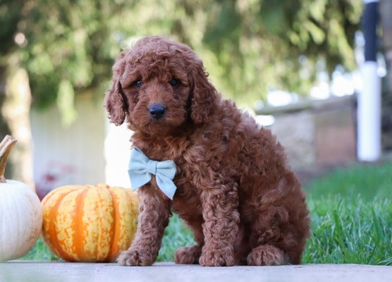 SEATTLE DOODLE - Updated July 2025 - Seattle, Washington - Pet Breeders ...