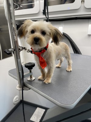 THE RUFF LIFE MOBILE GROOMING - Updated May 2025 - 217 Photos & 275 ...