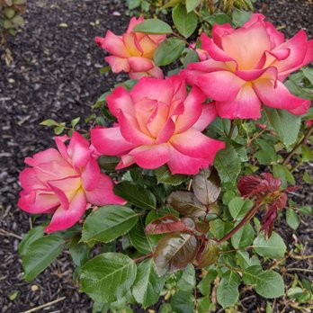 MAPLEWOOD ROSE GARDEN - Updated October 2025 - 109 Photos & 11 Reviews ...