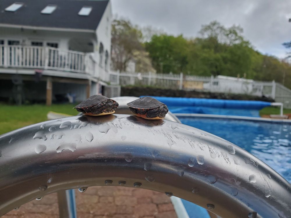 WALKER POOL & SPA - Updated October 2025 - 38 Photos & 14 Reviews - 131 ...