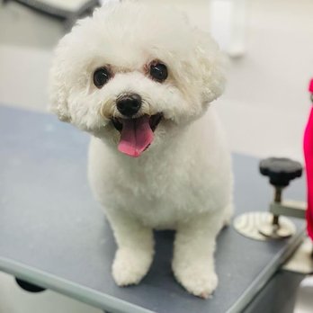 PAWGO - 81 Photos & 126 Reviews - 46 W Hatcher Rd, Phoenix, Arizona ...