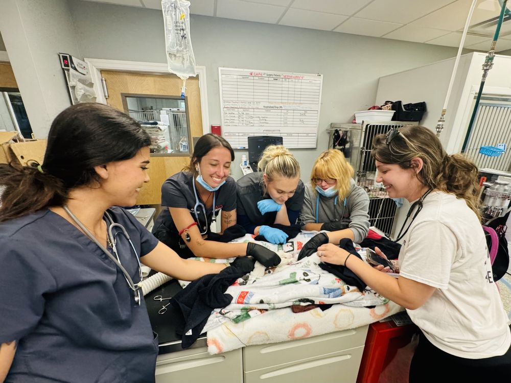 CAPE VETERINARY HOSPITAL - Updated December 2025 - 47 Photos & 41 ...