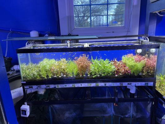 BLUE RIBBON KOI & MARINE - Updated April 2026 - 24 Photos & 19 Reviews ...