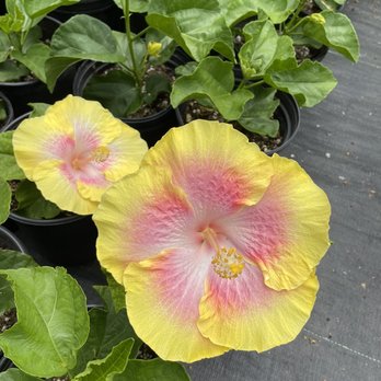 HAPPY PLANTS NURSERY - Updated March 2026 - 57 Photos & 24 Reviews - 41 ...