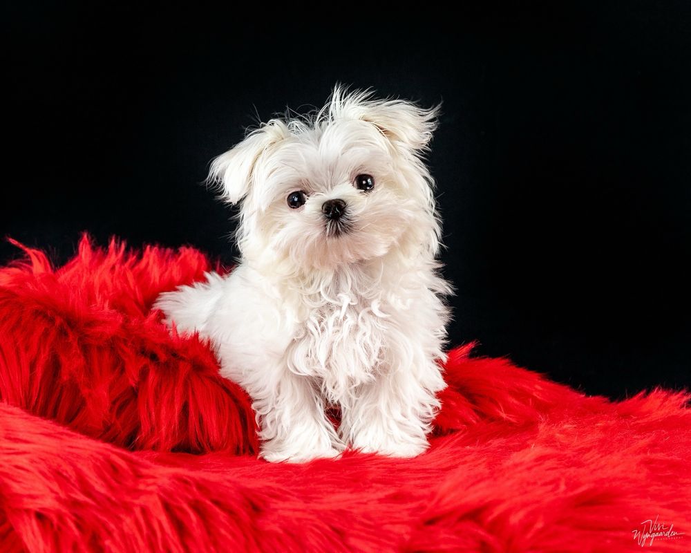 PUMPKIN PET INSURANCE - Updated December 2025 - 50 Photos & 125 Reviews ...