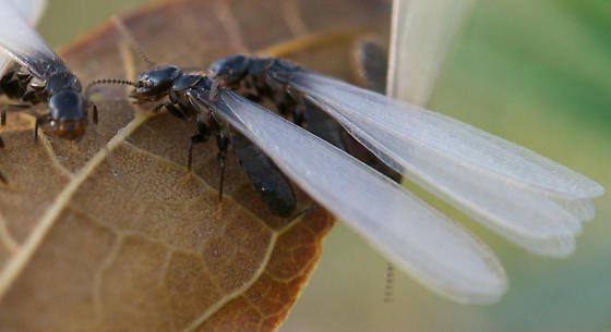 NATIONAL EXTERMINATORS - Updated June 2025 - 416 Starling Ave ...