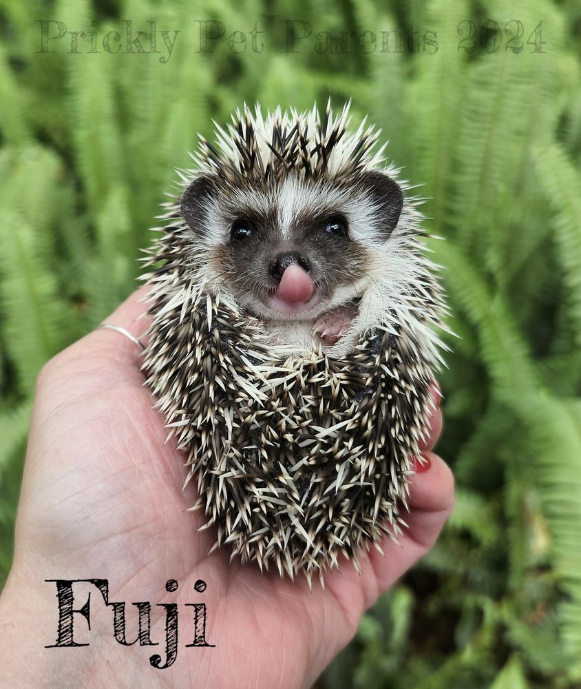 PRICKLY PET PARENTS - Updated December 2025 - 25 Photos - DeLand ...