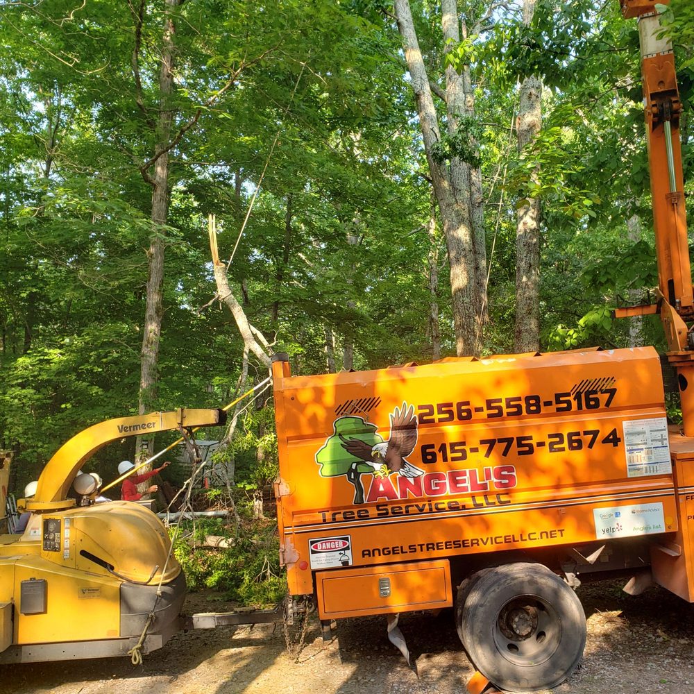ANGEL TREE SERVICE - Updated December 2025 - 57 Photos & 11 Reviews ...