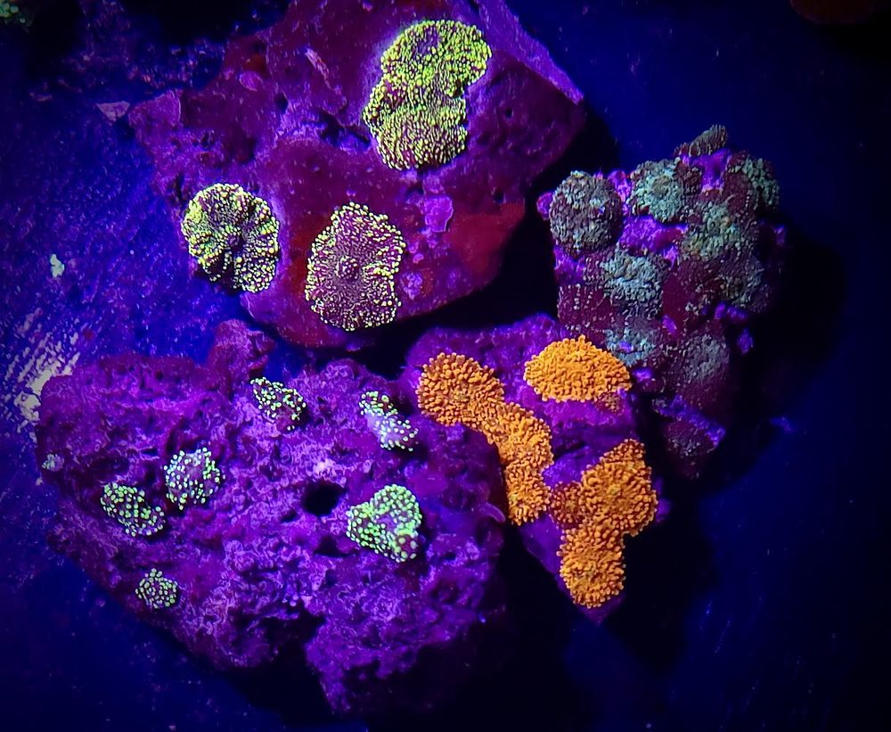 FRAG FARM - Updated October 2025 - 10 Photos - 227 Main St, Staten ...