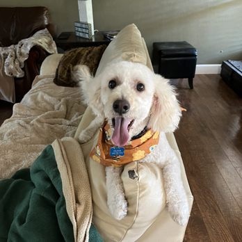 PAWGO - Updated November 2025 - 150 Photos & 277 Reviews - 46 W Hatcher ...