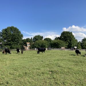 MAPLE TREE FARM - 8275 Maple Tree Ln, Warrenton, Virginia - Attraction ...