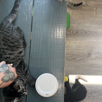THE CAFFEINATED CAT - Updated September 2024 - 158 Photos & 63 Reviews ...