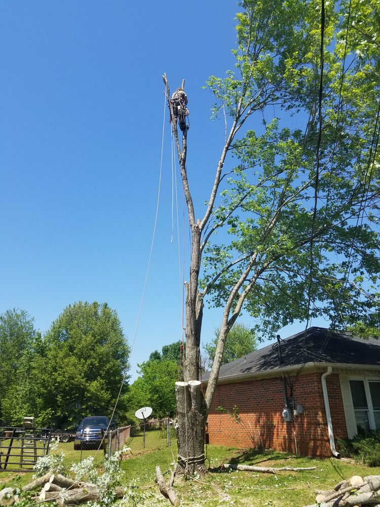 PAYTON TREE SERVICE - Updated July 2025 - Request a Quote - Huntsville ...