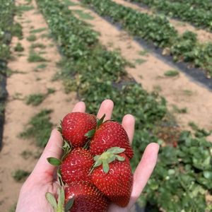 SWEET BERRY FARM - 185 Photos & 145 Reviews - Attraction Farms - 1801 ...