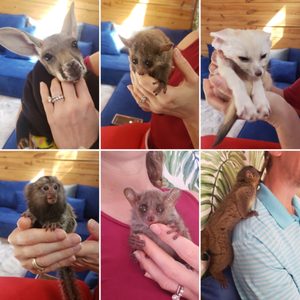 JANDA EXOTICS ANIMAL RANCH - 22 Photos - 910 Cottonwood Creek Rd ...