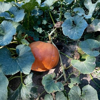 COYOTE’S COFFEE DEN - Updated August 2025 - 213 Photos & 186 Reviews ...