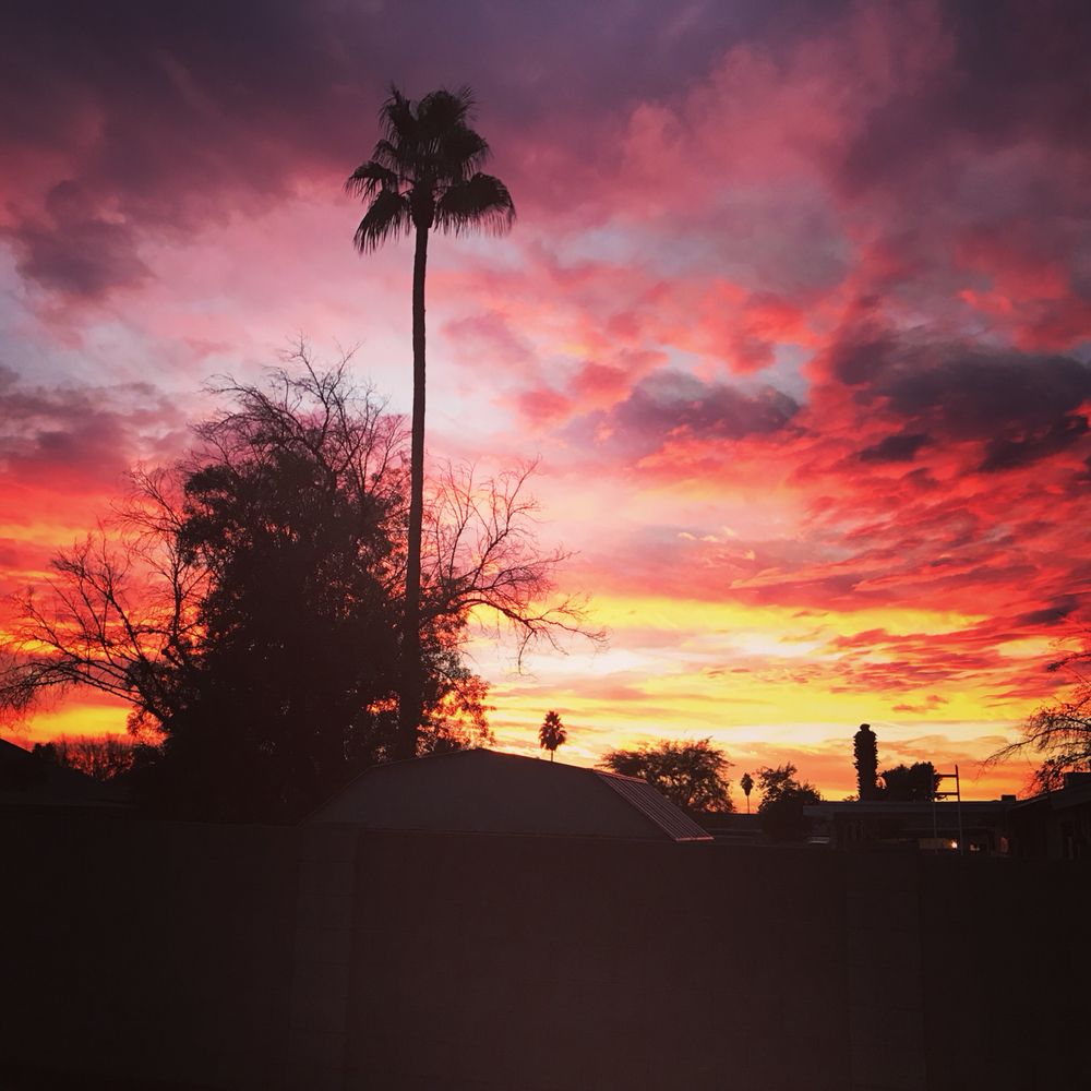 ALL OUT PEST CONTROL - Updated November 2025 - 3250 W Christy Dr ...