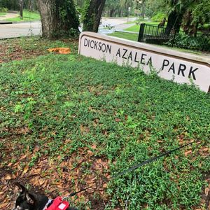 H. H. DICKSON AZALEA PARK - 387 Photos & 44 Reviews - 100 Rosearden Dr ...