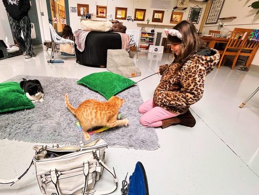 KITTY KISSES CAT CAFE - Updated December 2025 - 156 Photos & 76 Reviews ...