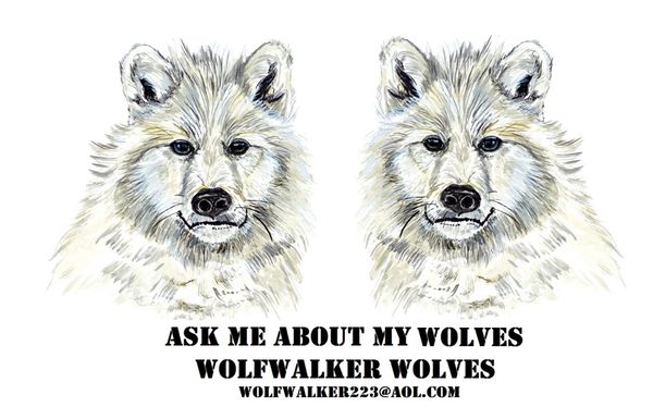 WOLFWALKER WOLVES - Updated November 2024 - Request Information ...