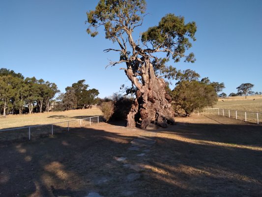 THE HERBIG FAMILY TREE - Updated March 2025 - Angaston Rd, Springton ...