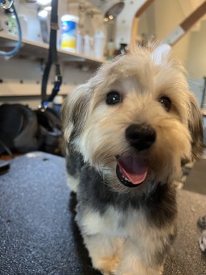 SNIP DOGGY DOG - Updated August 2025 - 16 Photos & 36 Reviews - 237 ...