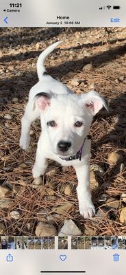 HUMANE SOCIETY OF BOULDER VALLEY - Updated December 2025 - 41 Photos ...