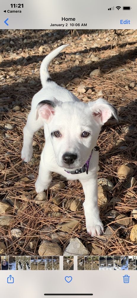 HUMANE SOCIETY OF BOULDER VALLEY - Updated July 2025 - 41 Photos & 102 ...