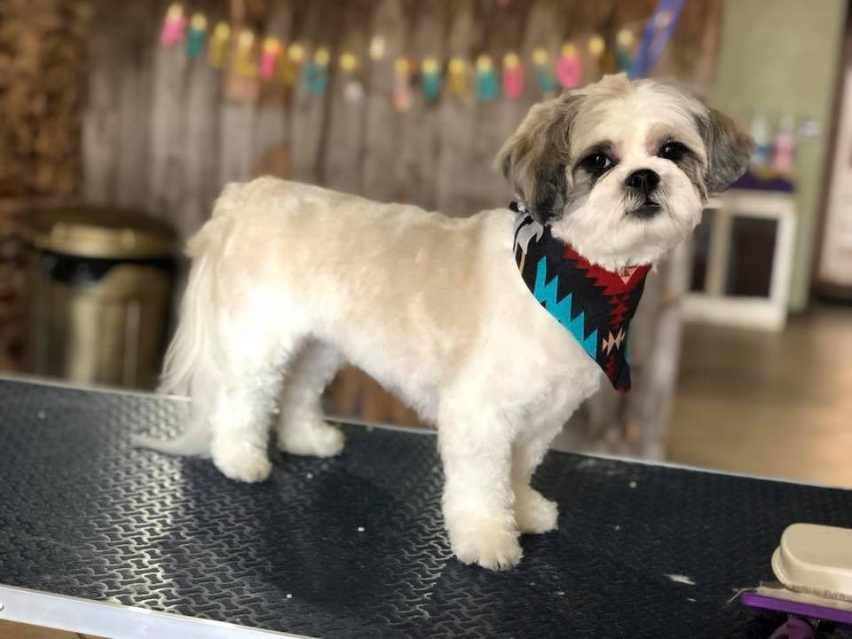 POSH PAWS DOG GROOMING - Updated December 2025 - 105 E Main St ...