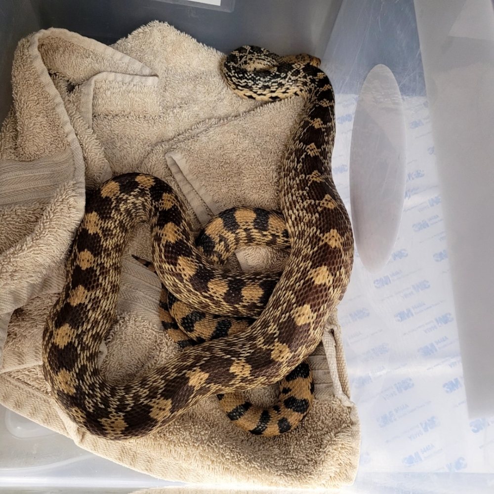 SSR SETH’S SNAKE REMOVAL - Updated August 2025 - 21 Photos - Windsor ...