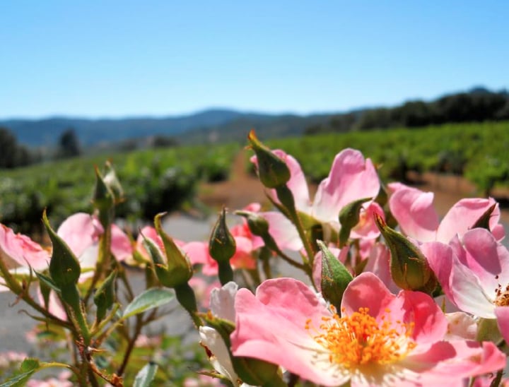 FORCHINI VINEYARDS AND WINERY - Updated November 2025 - 34 Photos & 34 ...