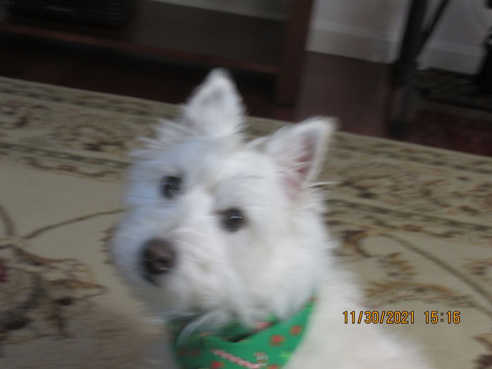 FOREST RIDGE STABLES & KENNELS - Updated October 2025 - 296 S Vintage ...