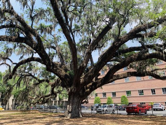 CANDLER OAK - 10 Photos - E Gaston St & Drayton St, Savannah, GA - Yelp