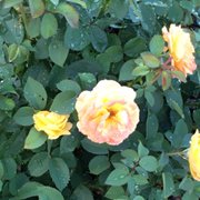 LYNDALE PARK ROSE GARDEN - 143 Photos & 20 Reviews - 4124 Roseway Rd ...