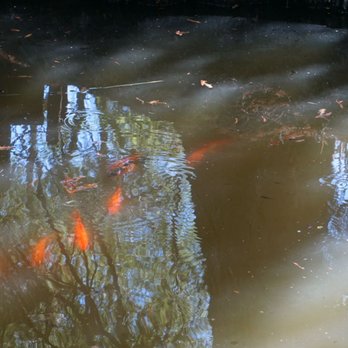 UCR BOTANIC GARDENS - Updated February 2025 - 604 Photos & 127 Reviews ...