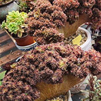 SHUNA’S SUCCULENT HOUSE - Updated May 2025 - 123 Photos & 33 Reviews ...