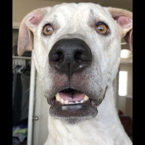 AUSTIN PET RANCH - 11 Photos & 54 Reviews - 14425 Fm 1826, Austin ...