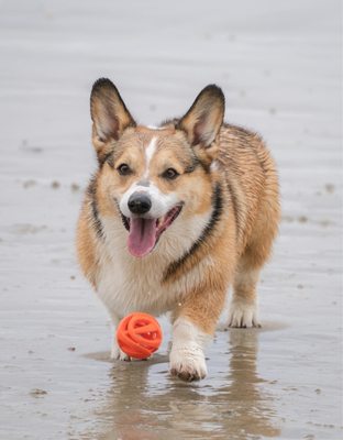 DEL MAR DOG BEACH - Updated October 2025 - 128 Photos & 38 Reviews ...