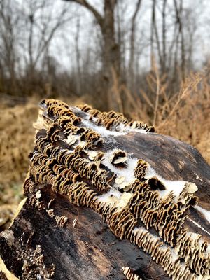 FORT FOOTE PARK - Updated June 2024 - 97 Photos - 8915 Fort Foote Rd ...