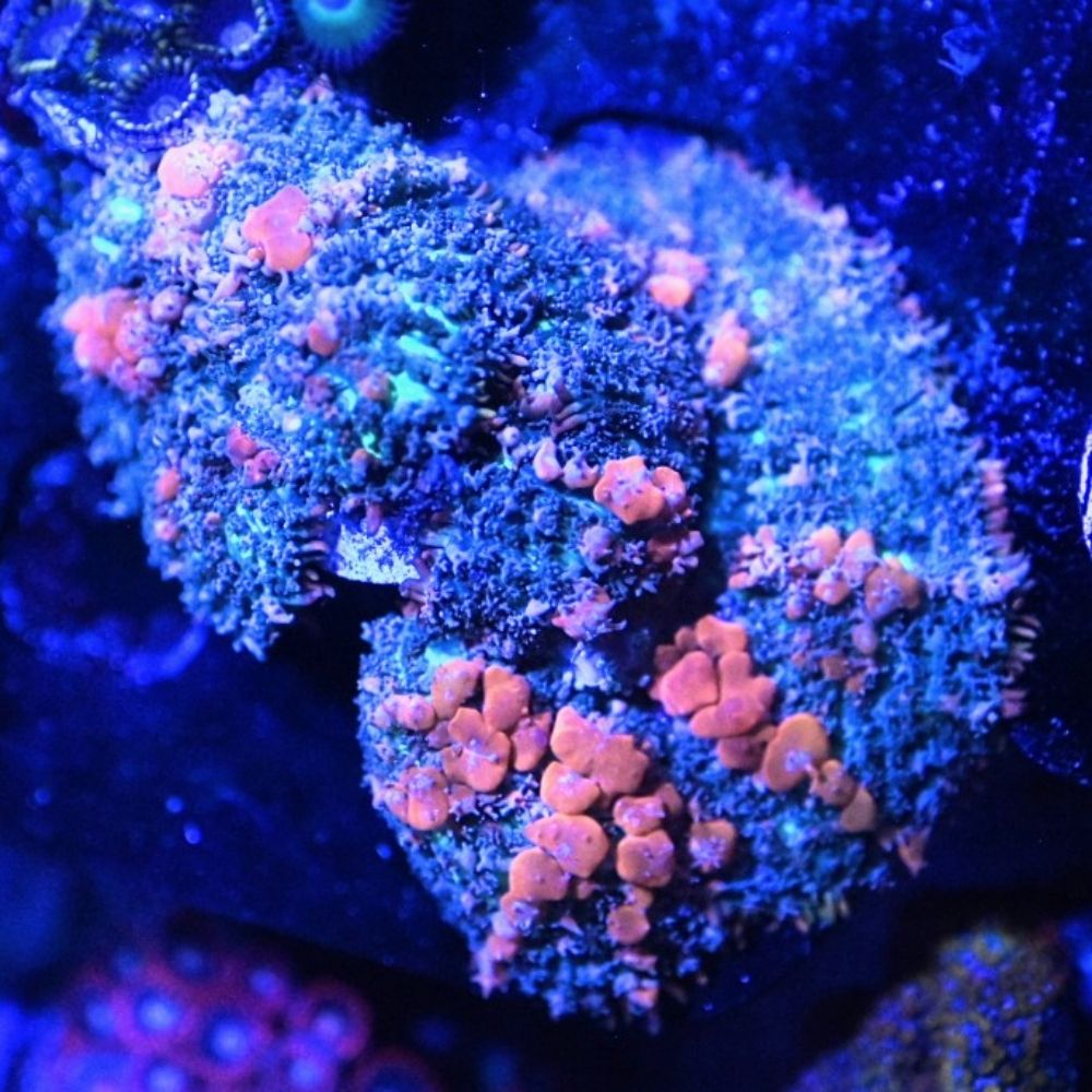 DEEP BLUE AQUARIUM - Updated December 2025 - 162 Photos & 46 Reviews ...